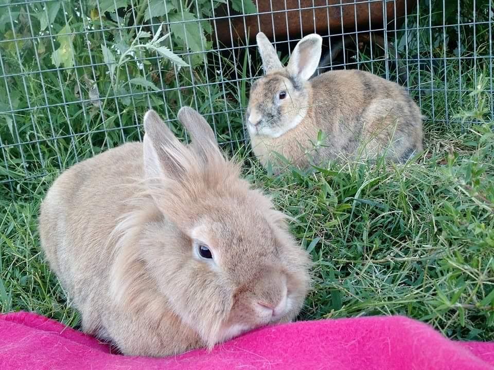 unnamed | Heartland Rabbit Rescue
