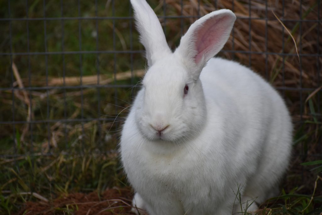 Adoptable Rabbits