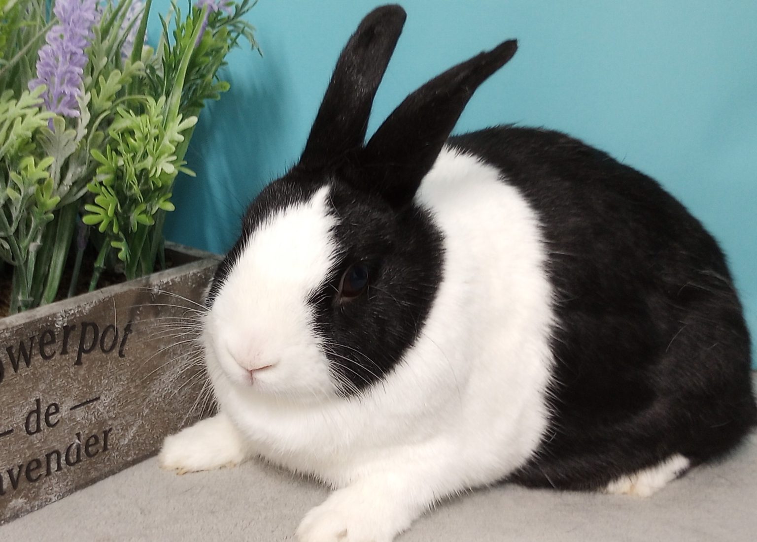 Adoptable Rabbits