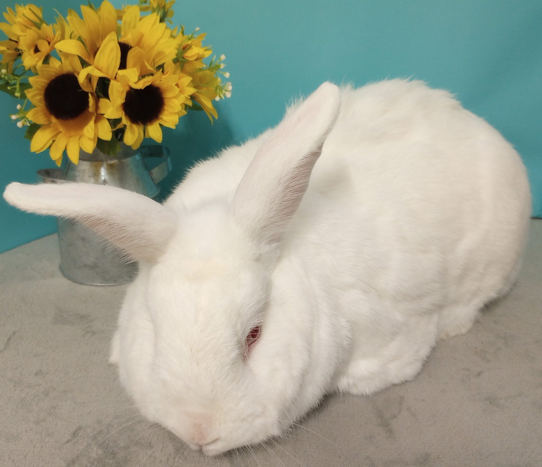 Adoptable Rabbits