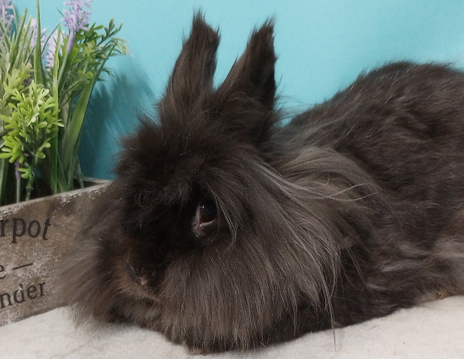 Adoptable Rabbits