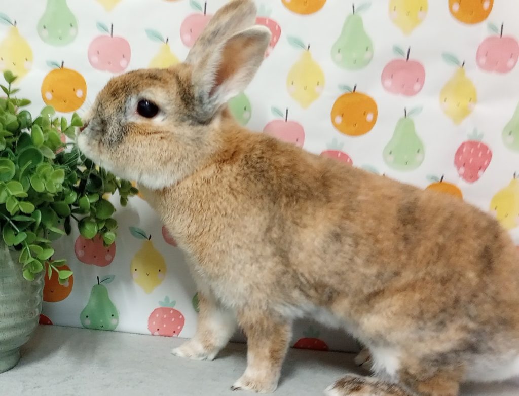 Adoptable Rabbits