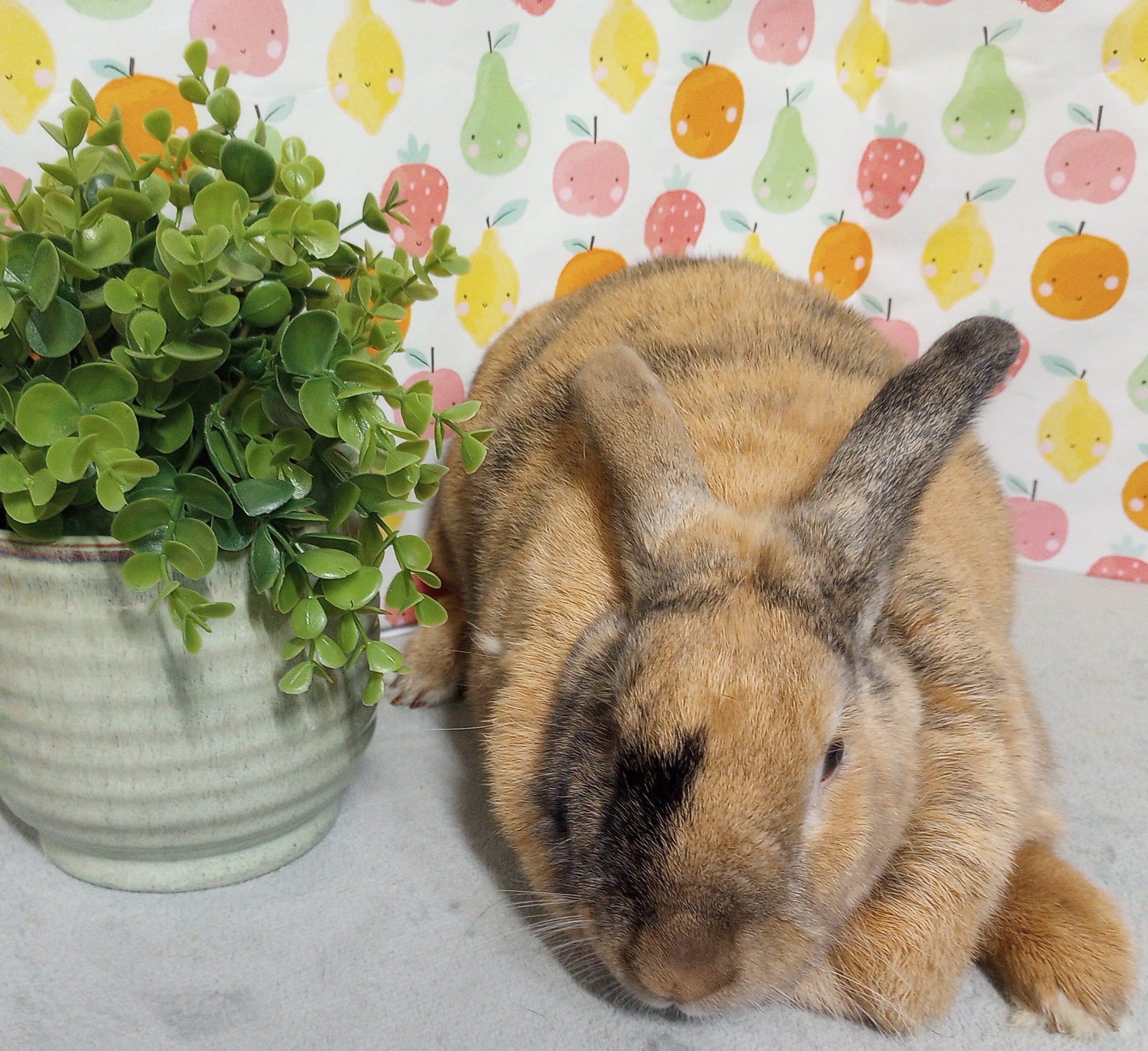 Sasha 23 a | Heartland Rabbit Rescue