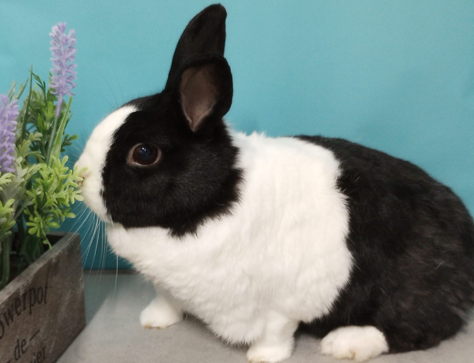 Adoptable Rabbits