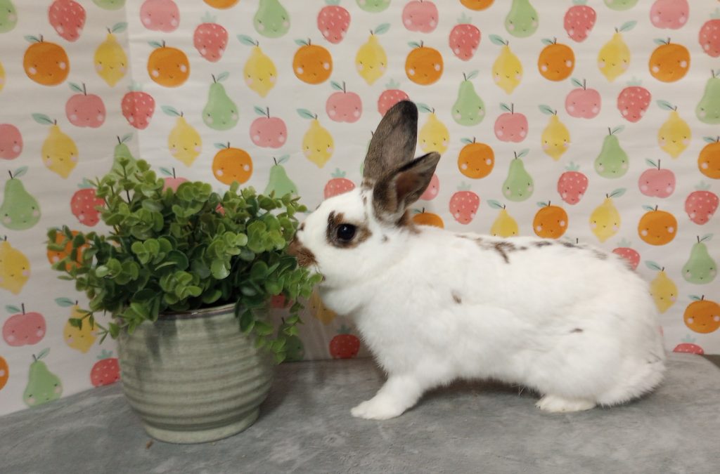 Adoptable Rabbits