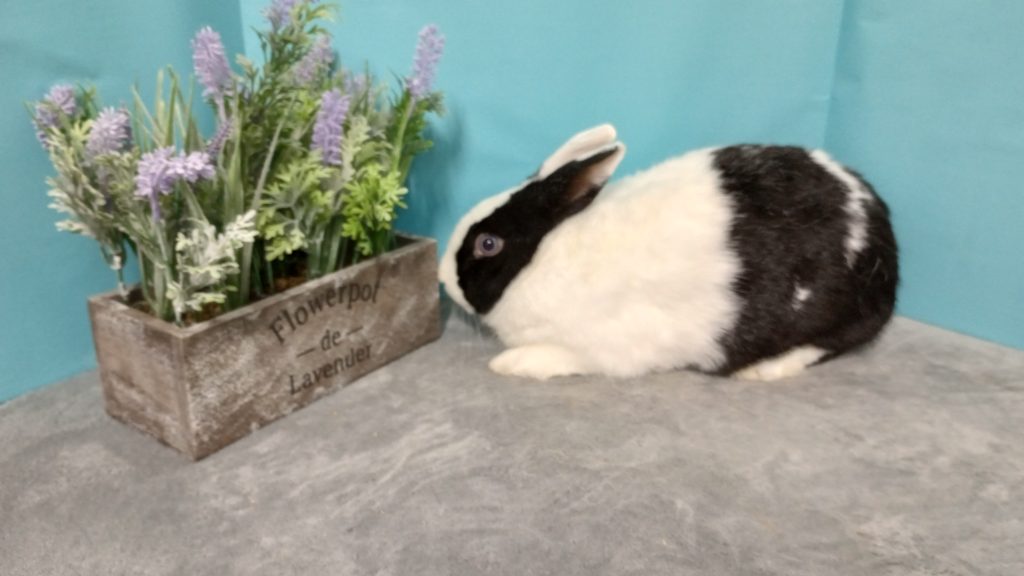 Adoptable Rabbits