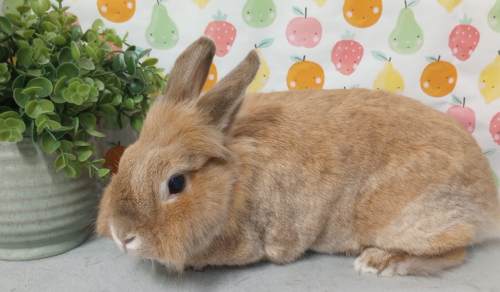 Adoptable Rabbits